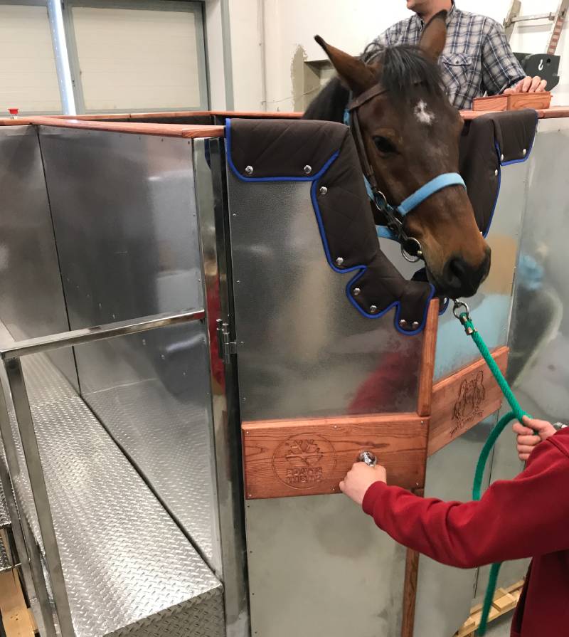 Equine Cryotherapy Equipment - Enhance Equine Health with Cryomed